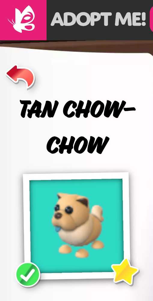 TAN CHOW CHOW