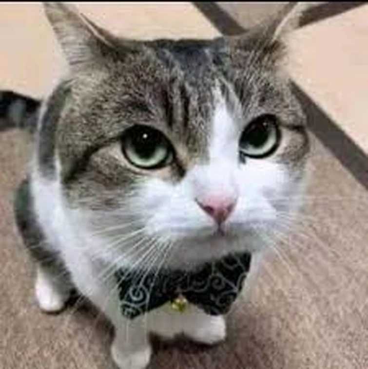 dummies guide to hakuda, true hog, warp dust